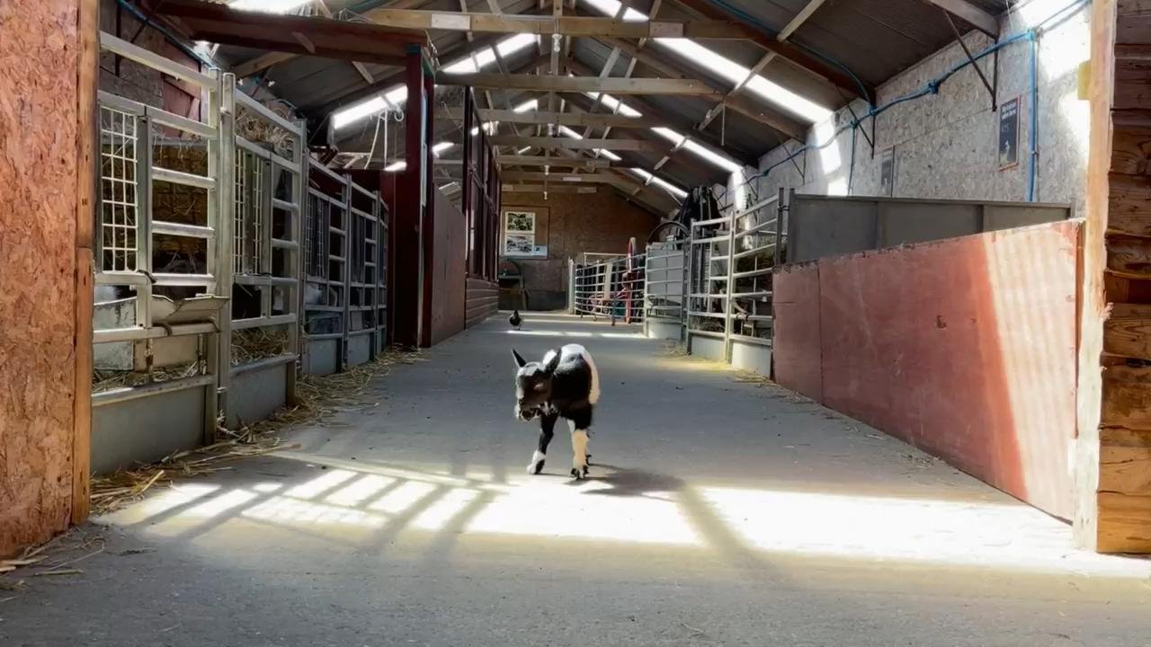 Hardy's Animal Farm - A great family day out! Ingoldmells, Skegness